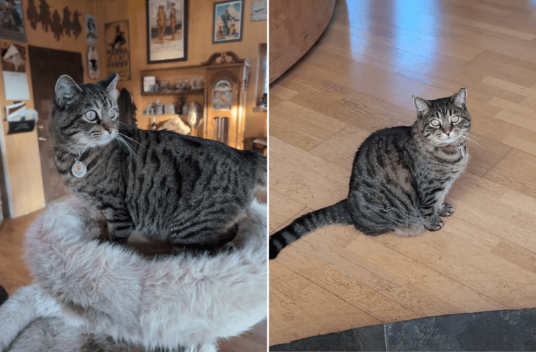 One-eyed cat found by dumpster wins pet of the week