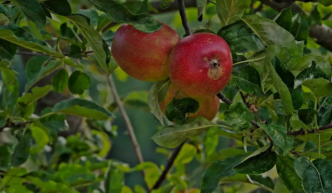 9 fruits nutritionists say most people eat incorrectly