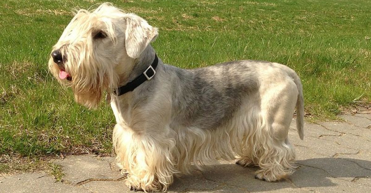 Vintage terrier energy is trending again – 12 old-school terriers ...