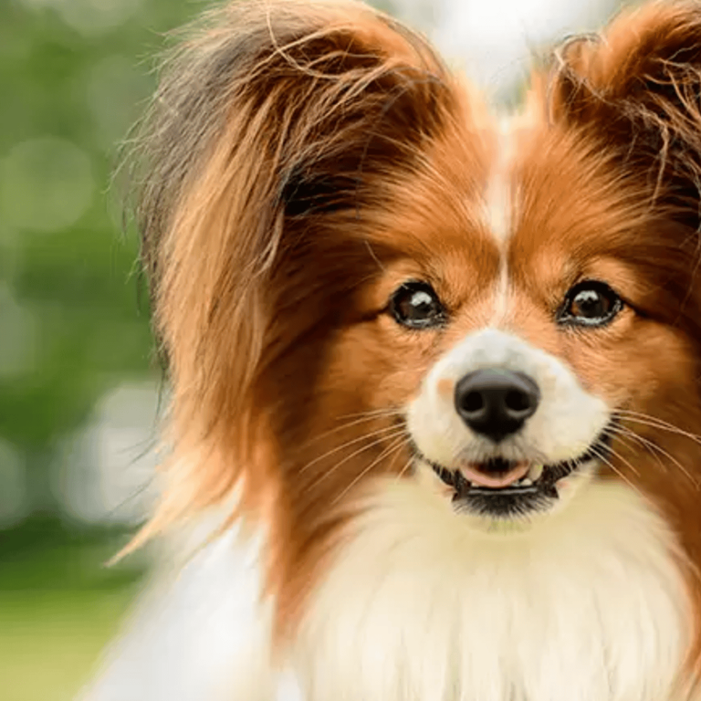 When your dog is angry with you, he usually shows these 10 signs