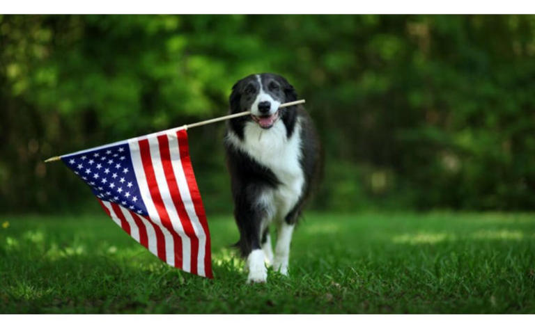 Tips for choosing the perfect American dog name