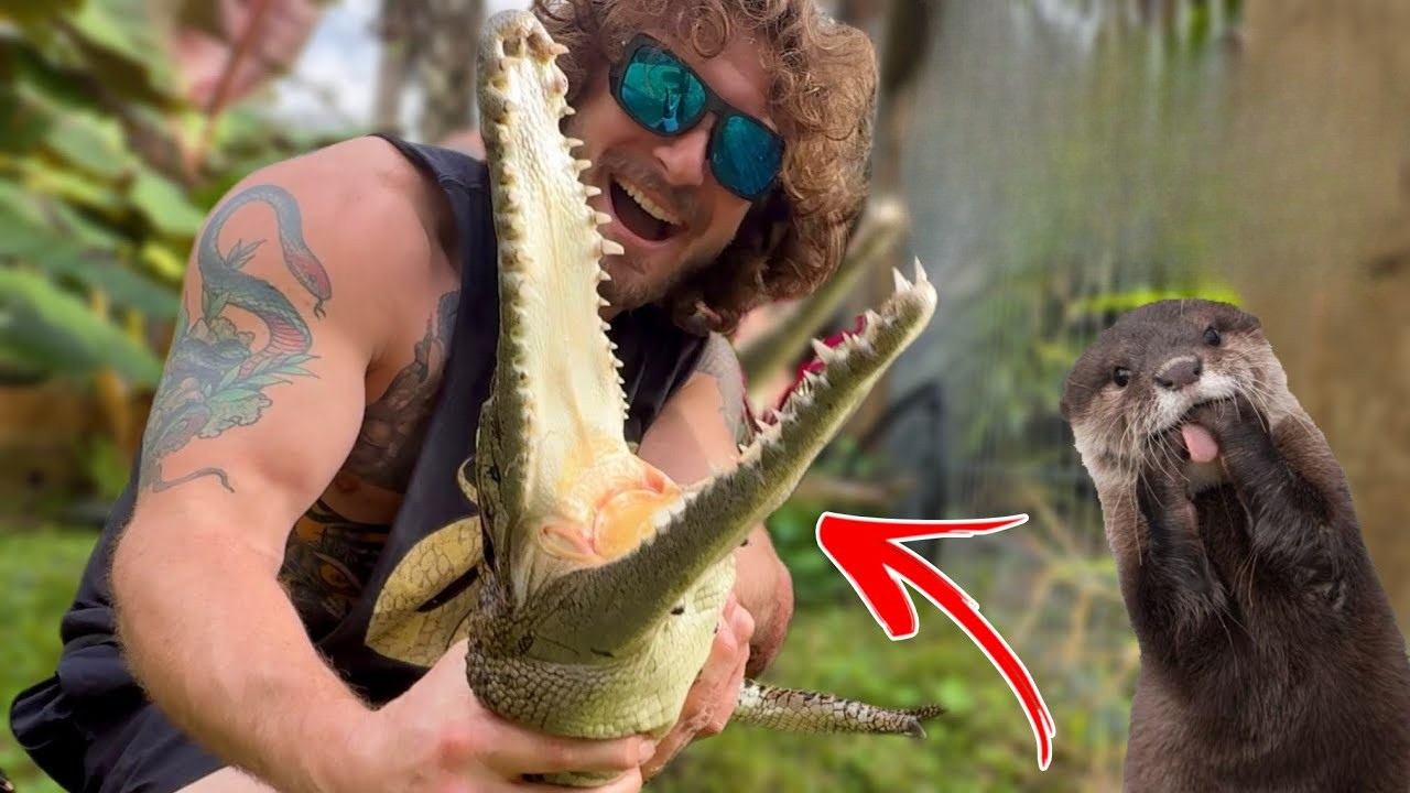 Catching crocs before the cold snap!