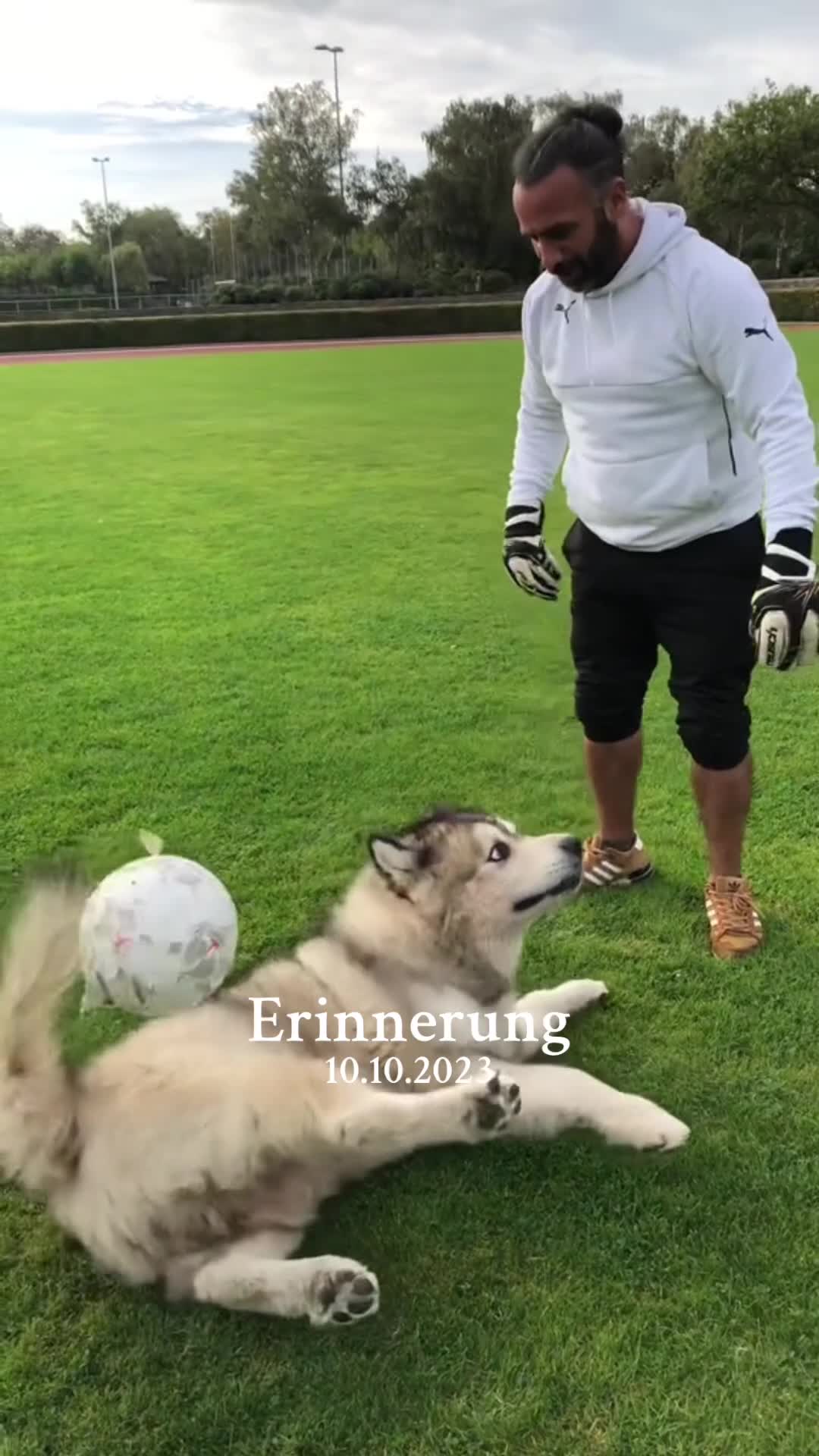 Playful dog training session in the park