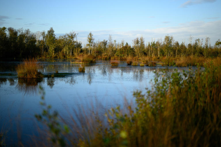 Ohne Moos nix los: Dieses Projekt in Treptow-Köpenick wird feucht
