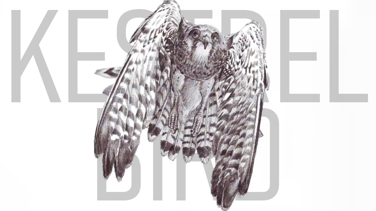 Master kestrel bird drawing using structure and shading