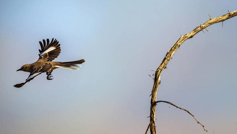 Climate change gives Las Vegas bird count new meaning