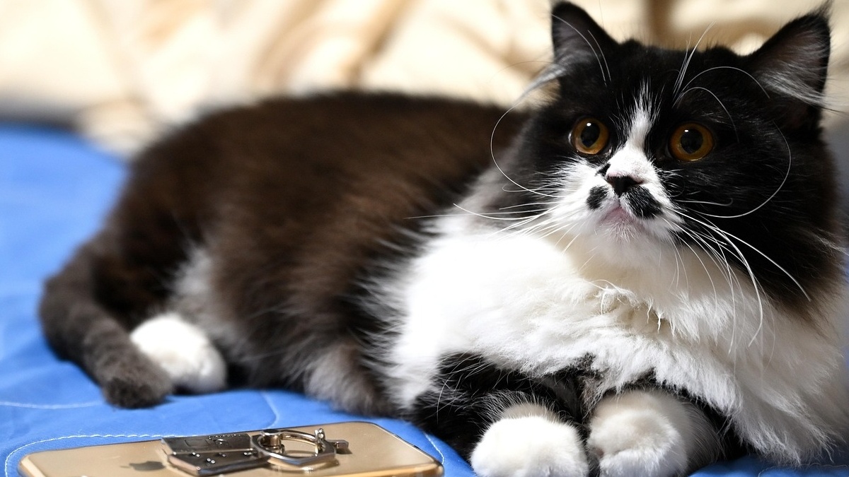Why cats knock things off tables, according to behavior experts