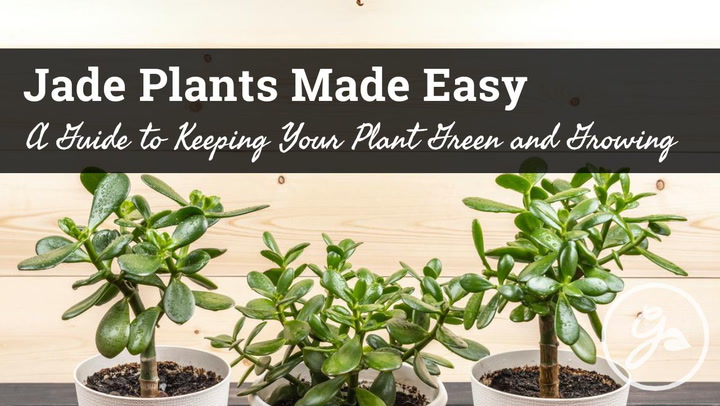 Jade plant care made easy