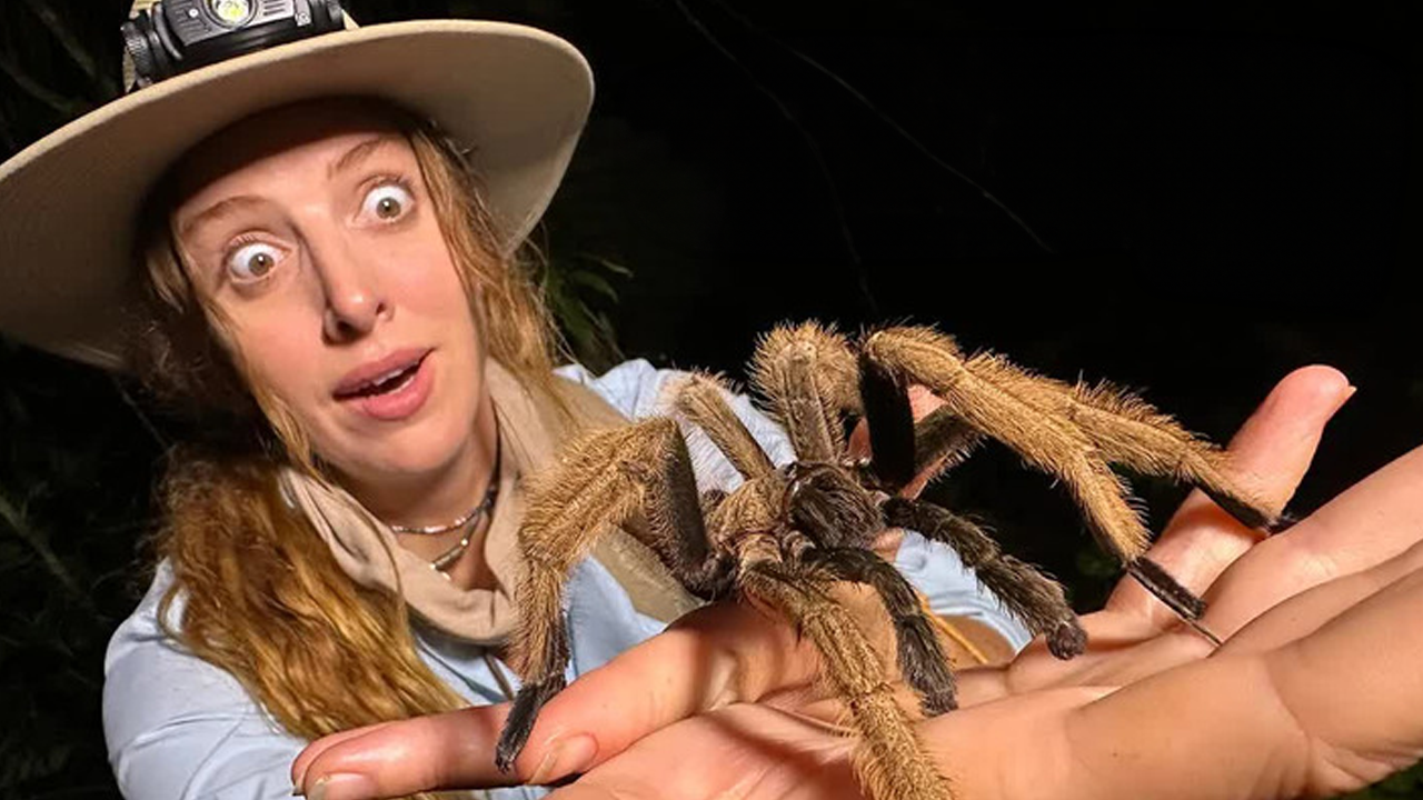 Giant spider found ... will it bite?