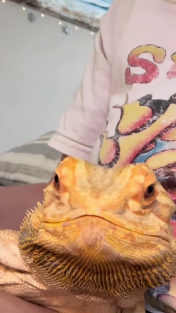 My bearded dragon sees himself on camera and is baffled