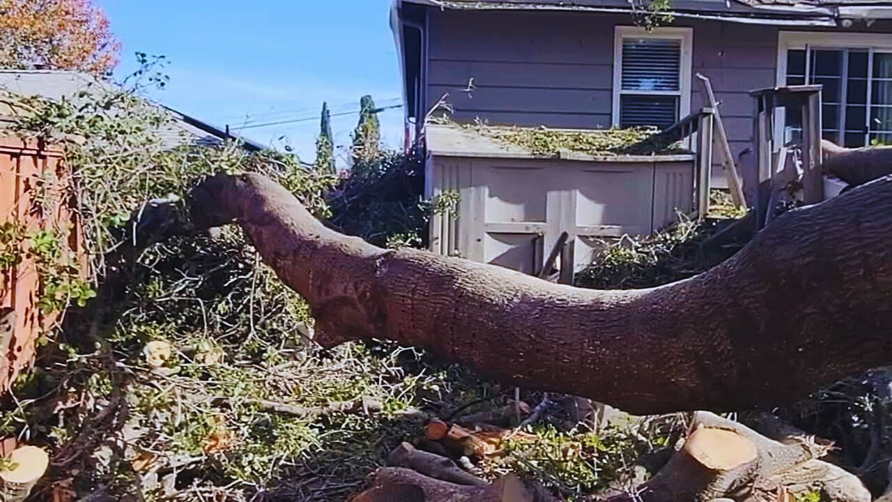 California woman learns hard lesson after neighbor’s tree hits her home ...