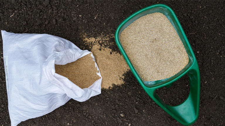 The most recommended soil options for reseeding your lawn