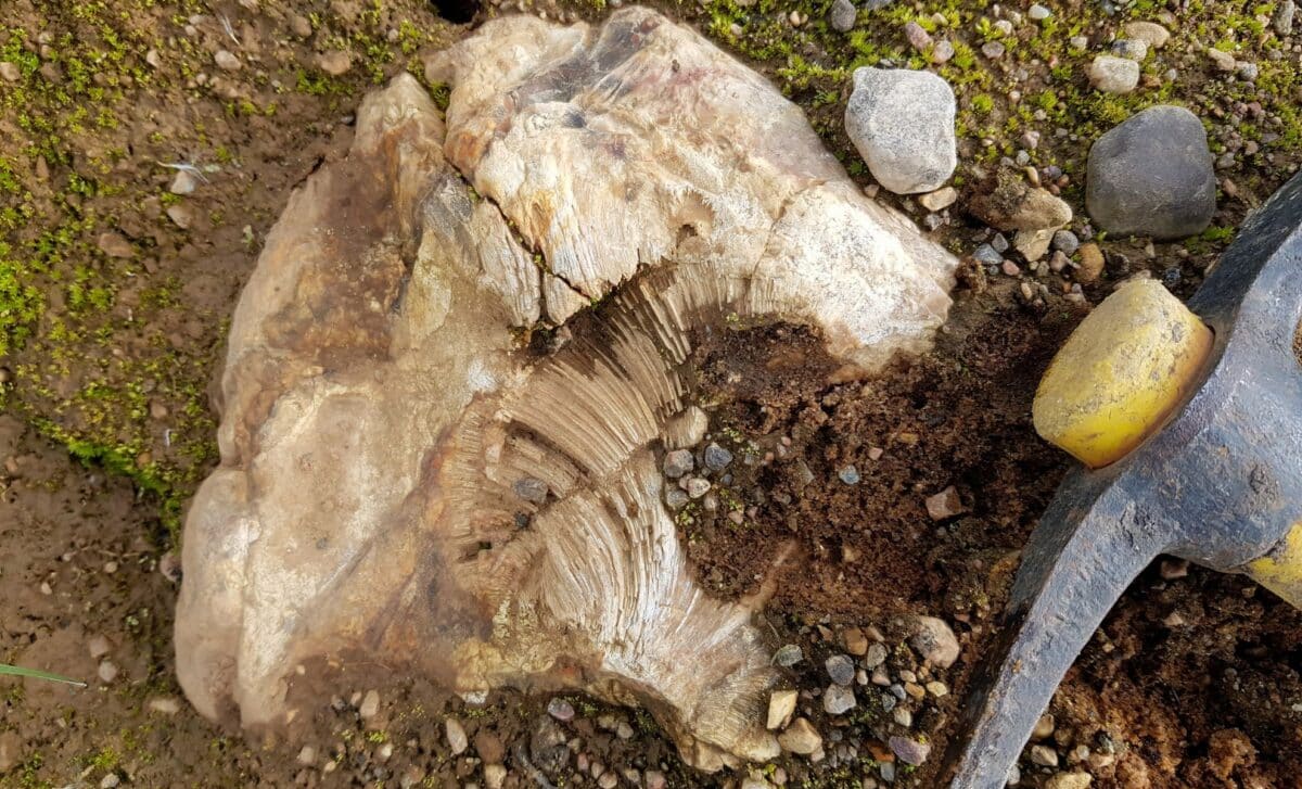 A 12-year-old boy just found a 69-million-year-old dinosaur fossil ...