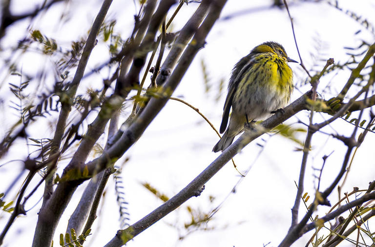 Climate change gives Las Vegas bird count new meaning