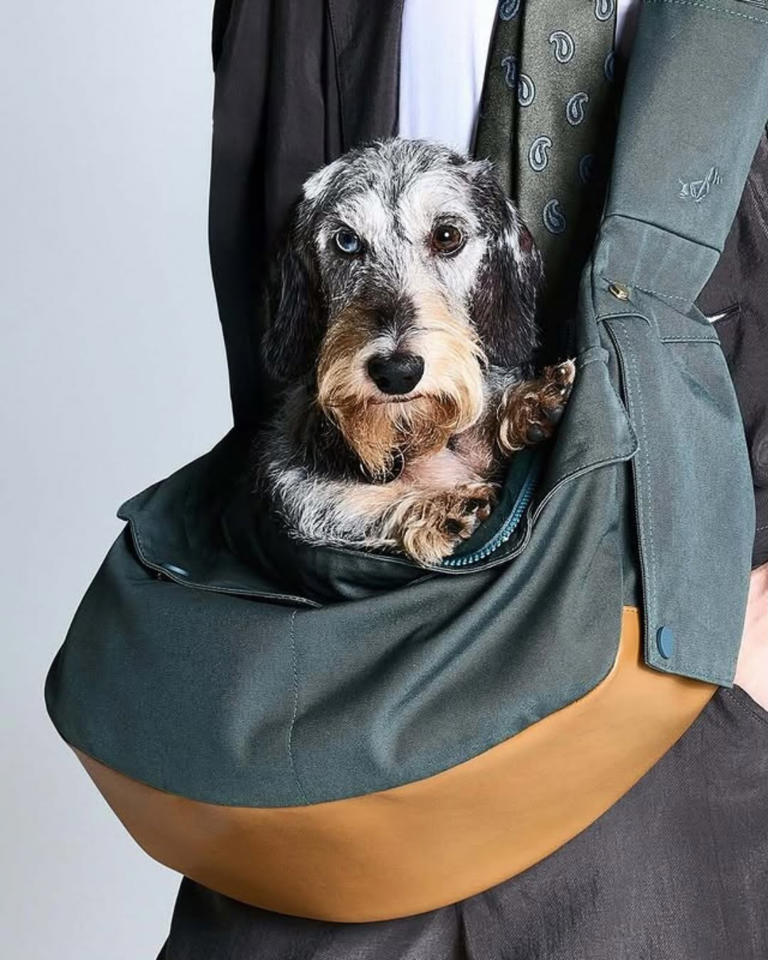 Giorgio Armani launches luxury pet collection
