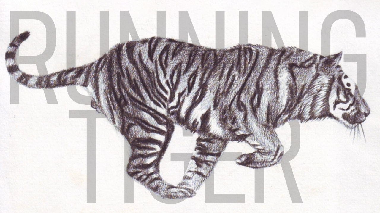 Running tiger drawing tutorial step by step for beginners