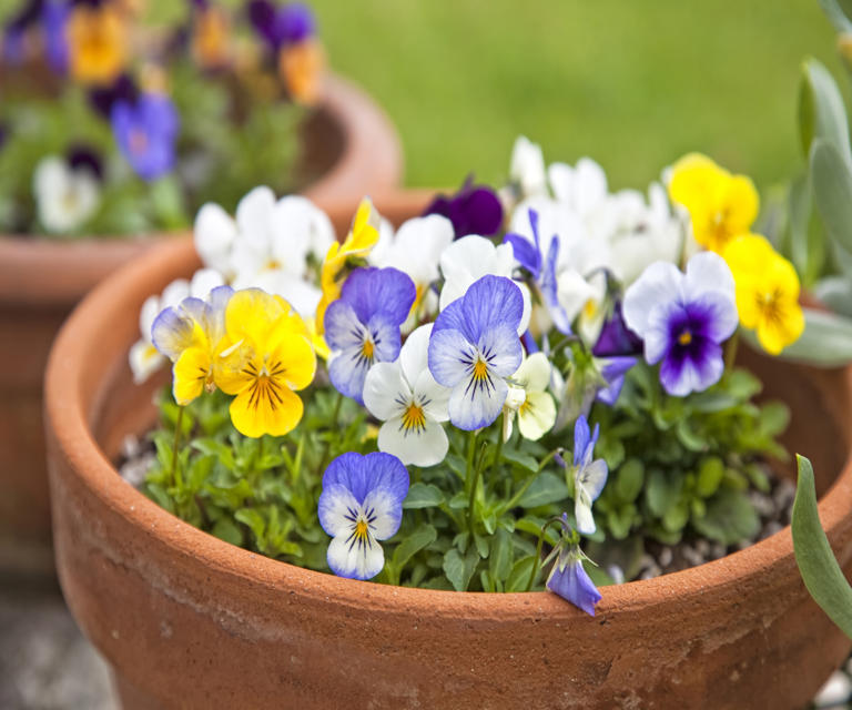 Stop replacing cracked pots – expert tips for 5 best frost-proof containers
