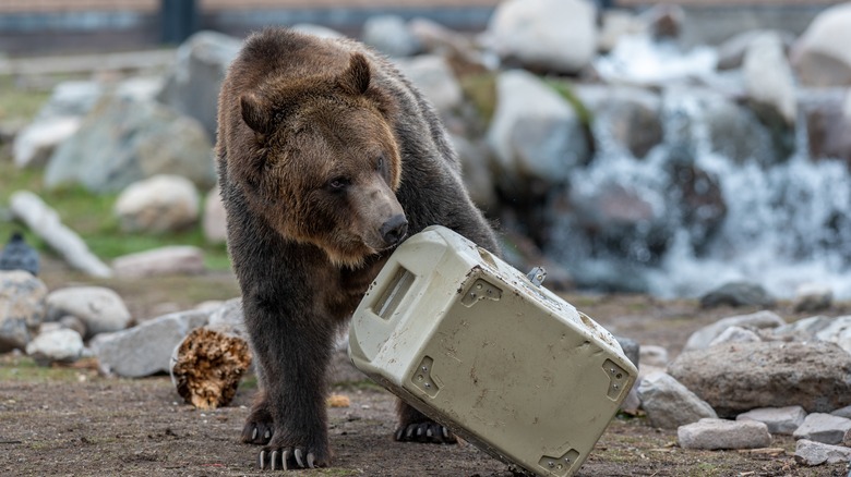 This essential Costco cooler could save your life when camping in bear ...