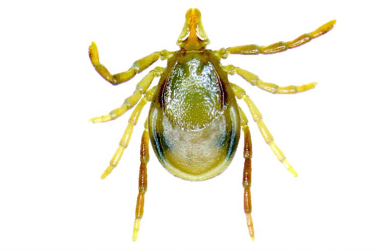 Aussies warned over simple bug bite that could make you deathly ...