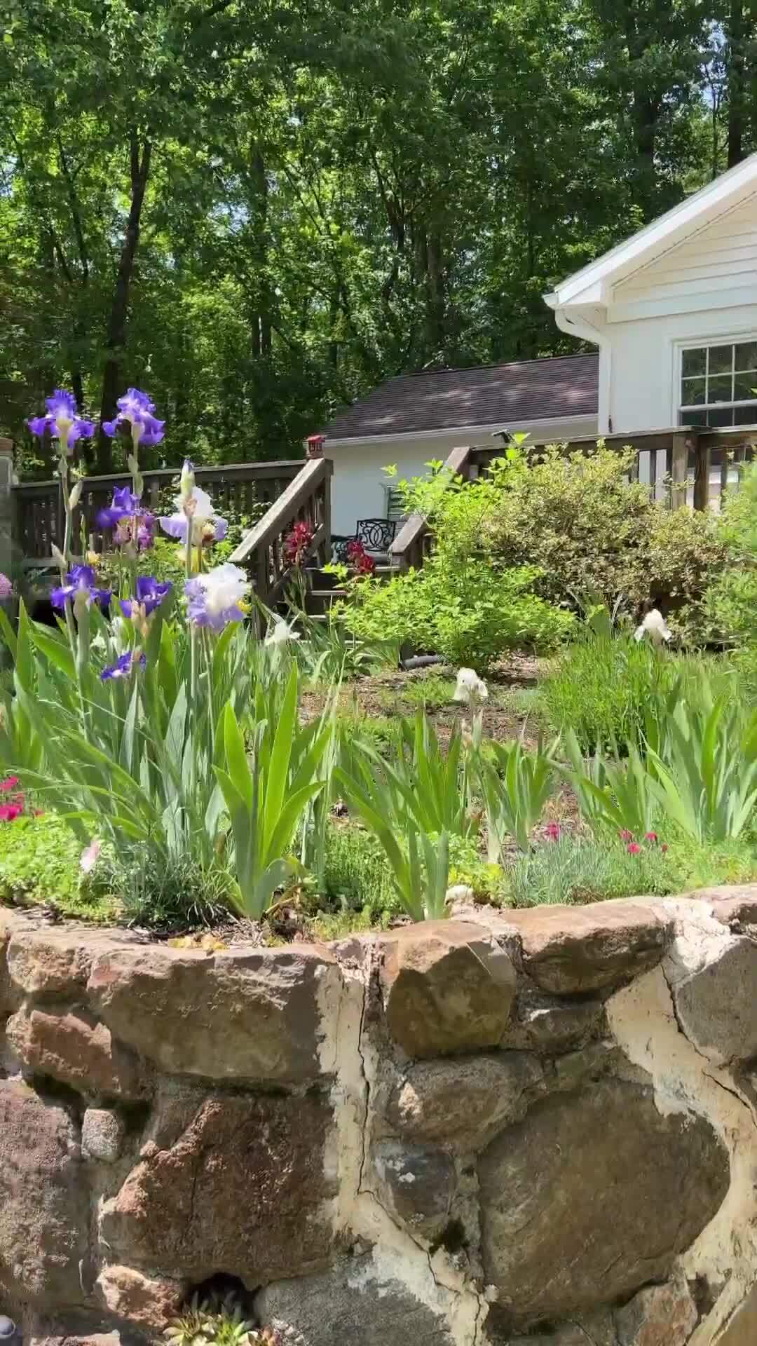 Bearded iris garden in full bloom #gardening #iris #youtubeshorts