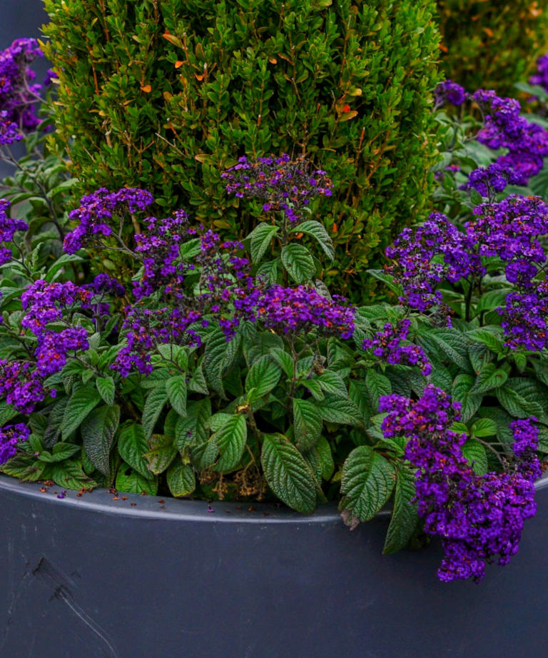 Stop replacing cracked pots – expert tips for 5 best frost-proof containers