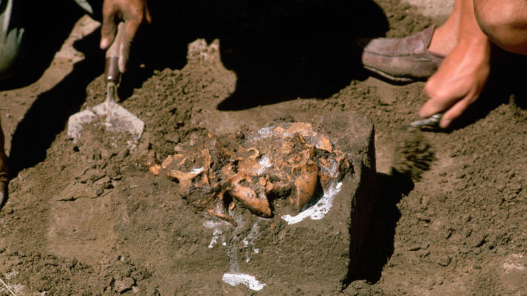 Hallazgo científico confirma que uno de los primeros ancestros humanos ...