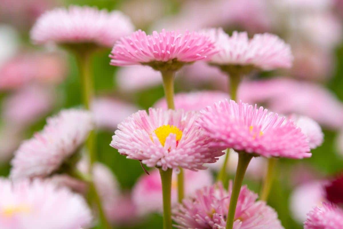 冬～春ずっと咲く【寒さに強い花】お手入れ簡単な一年草3選! 1株でも冬庭が明るくおしゃれに