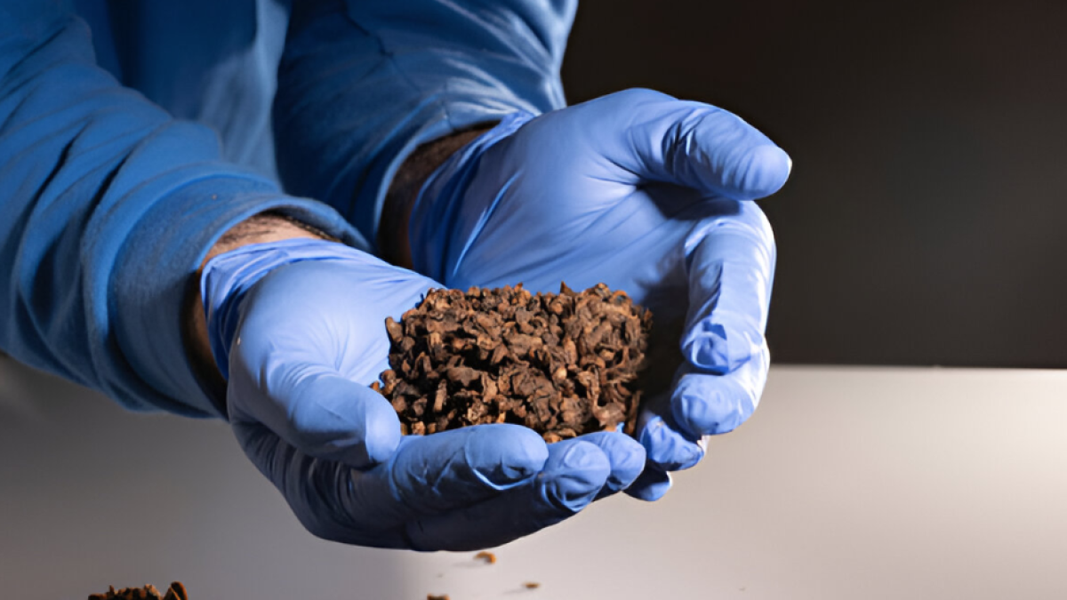 El planeta abandona la deriva 'woke' de las granjas de insectos ...