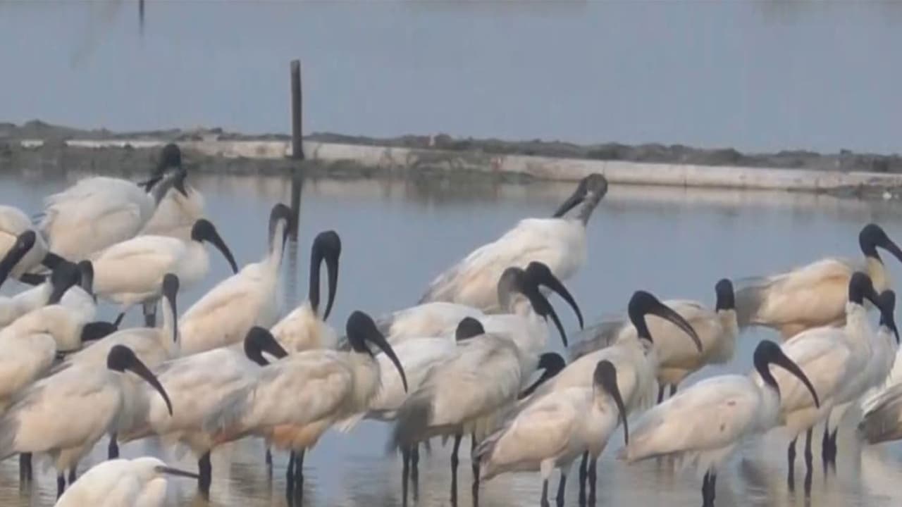 Rare black-headed ibis flocks to Thoothukudi's salt pans in droves