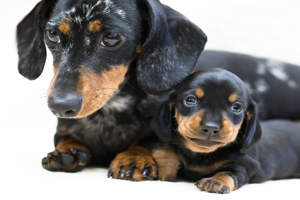 Dachshund mom is so in love with her tiny baby that the humans let her ...