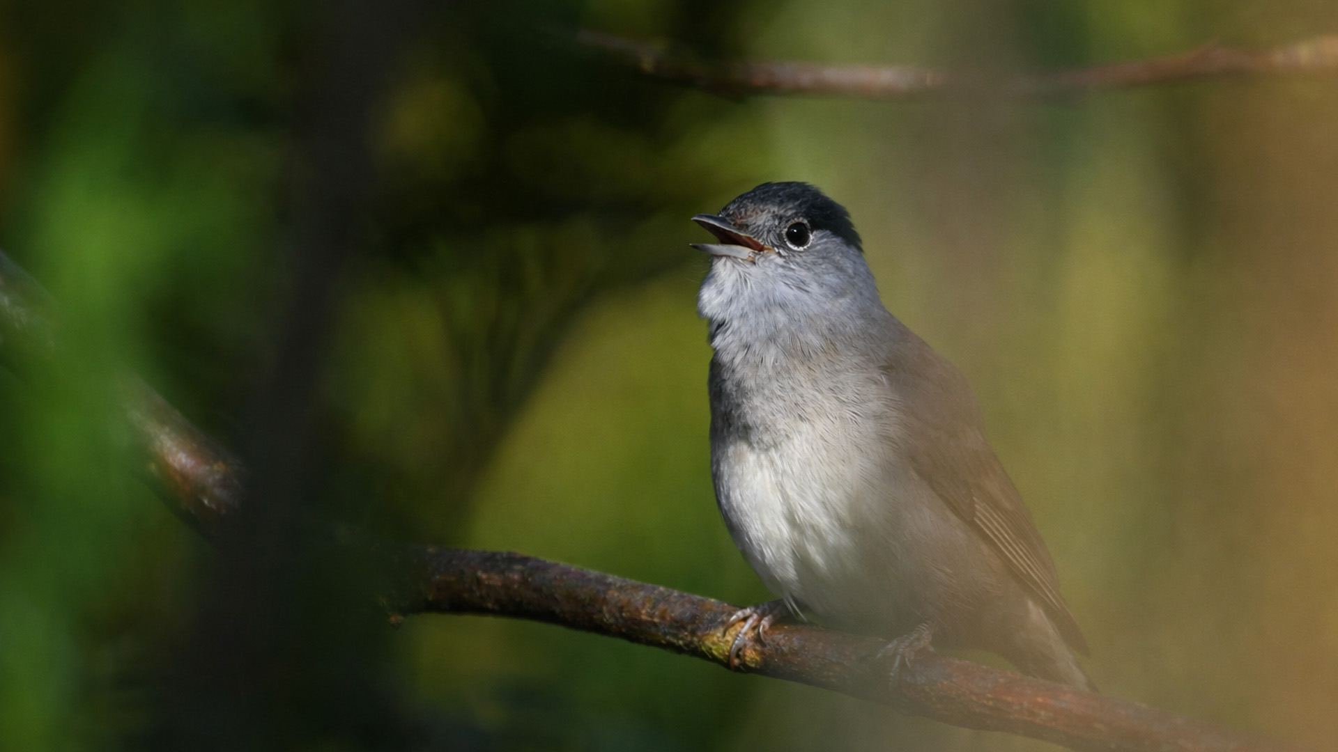 Song from the forest shade