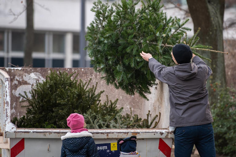 Weihnachtsbaum ade - wann du die Tanne ordnungsgemäß entsorgen kannst!