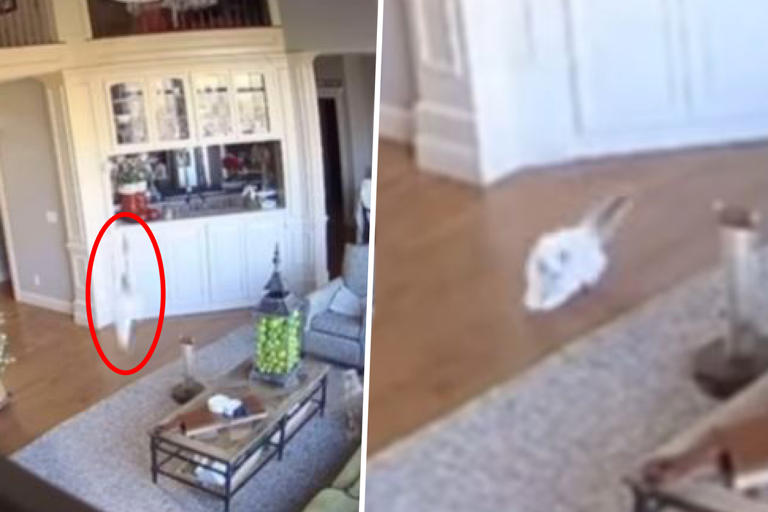 Cat owner watches horrified as kitten jumps off second-floor railing