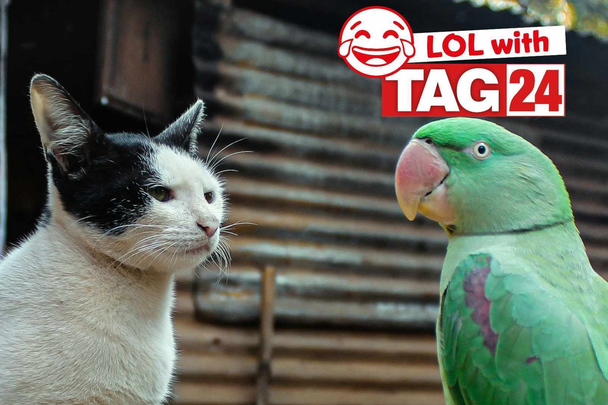 Joke of the night for January 4, 2025: The best cat jokes to laugh ...