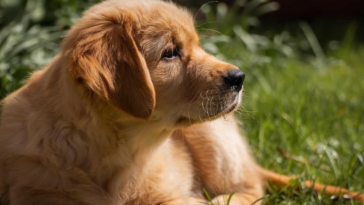 When your dog is angry with you, he usually shows these 10 signs