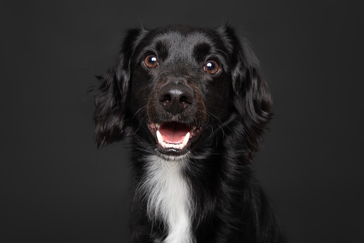 Dog sweetly refuses to let human baby sister go where she’s not supposed to
