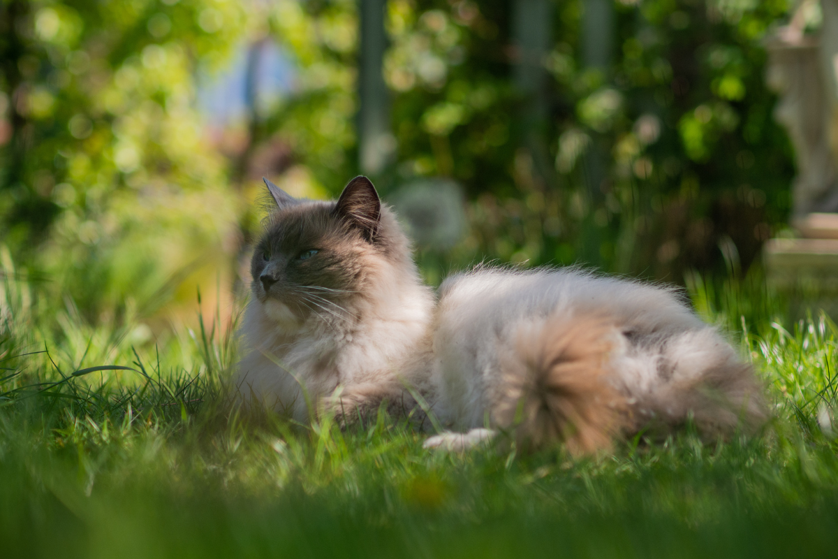 Beautiful ragdoll cat’s deer friendship is straight out of a storybook