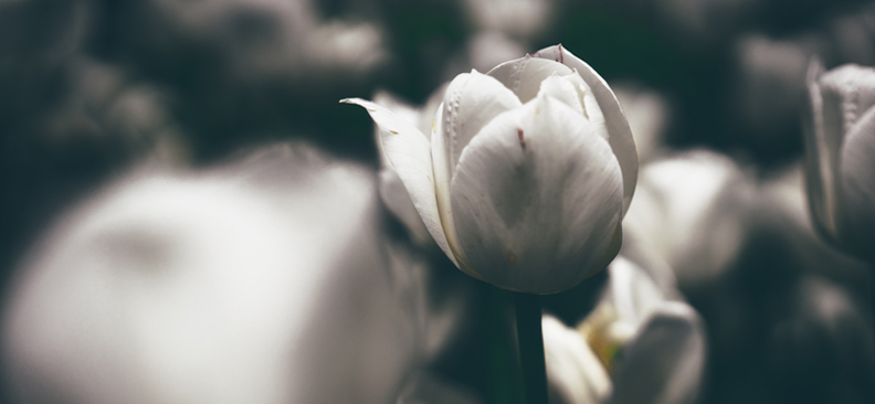 « Nous sommes venus d’Orient adorer le roi » (Mt 2, 1-12)