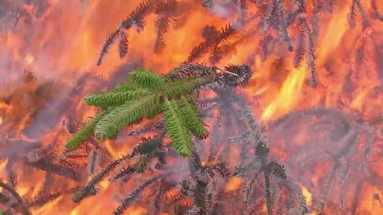 June Farms holds Christmas Tree Bonfire