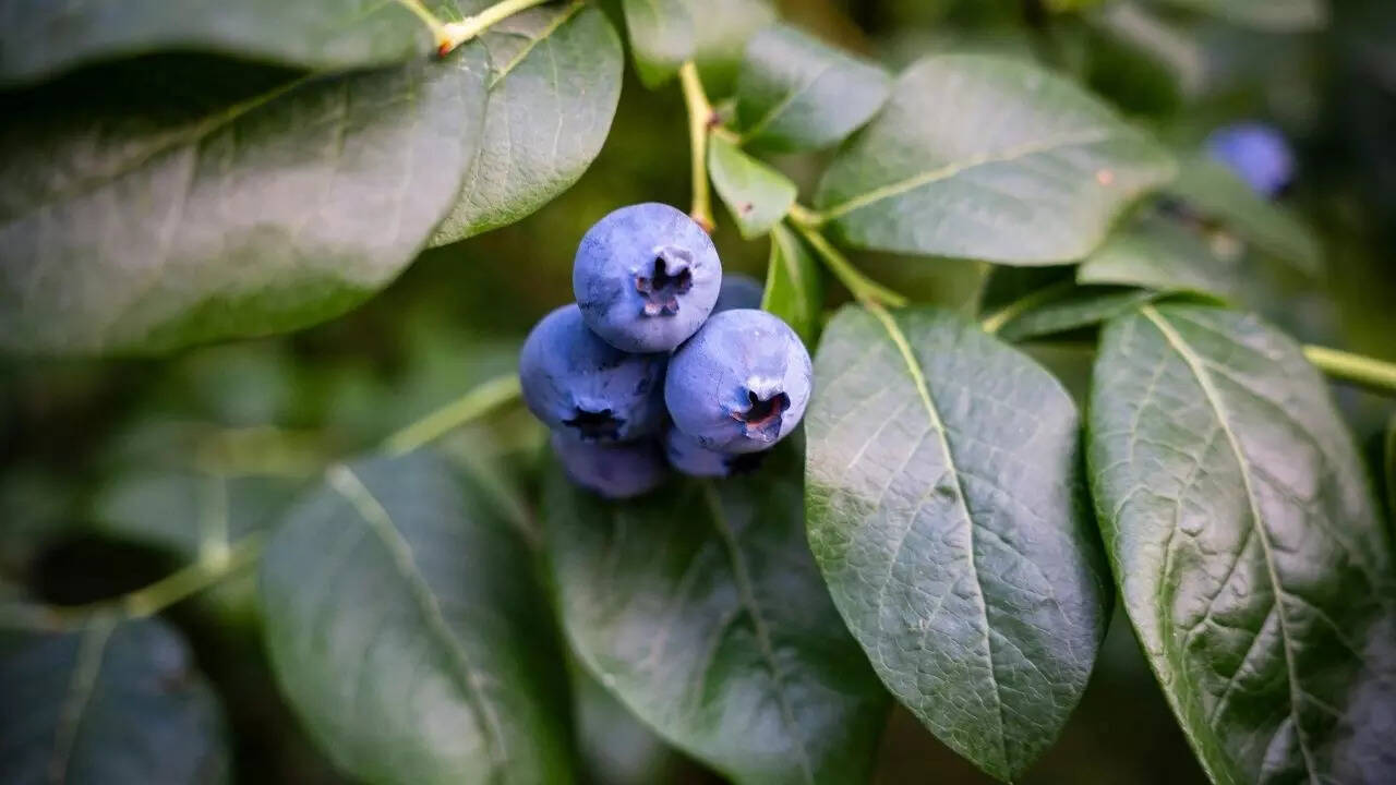 Step-by-step guide for growing blueberries at home or balcony garden