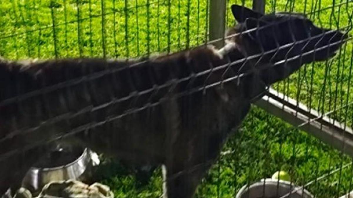 Rescatan 27 perros durante un cateo contra narcomenudeo en Xochimilco