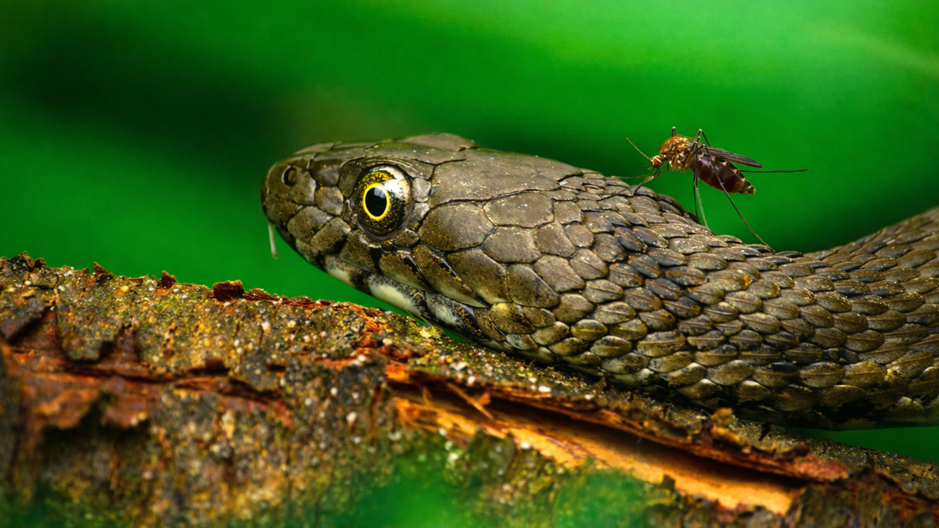 A pause between predator and parasite