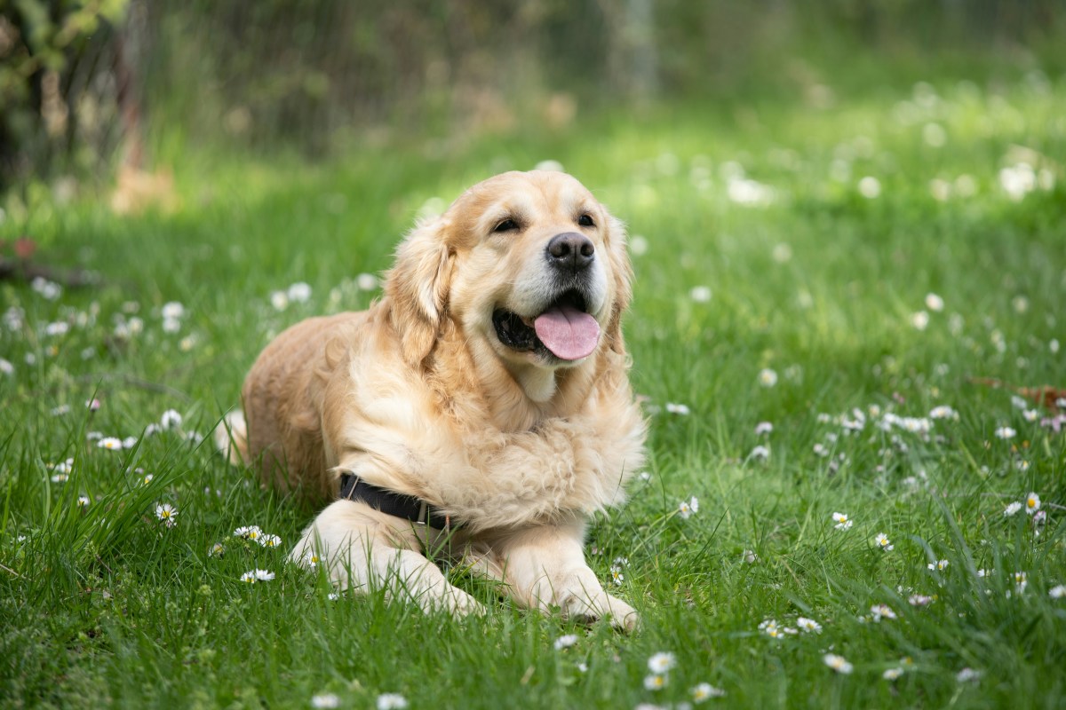 Golden retriever makes biscuits like a cat and it's the cutest thing we ...