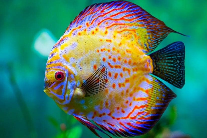 Pez disco: cuidados completos del rey del acuario de agua dulce