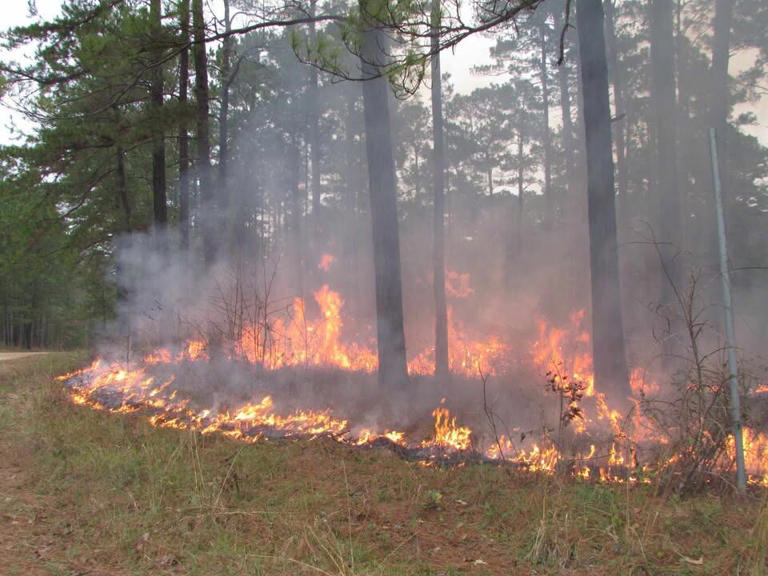 Battle continues as Sabine National Forest fire reaches 275 acres
