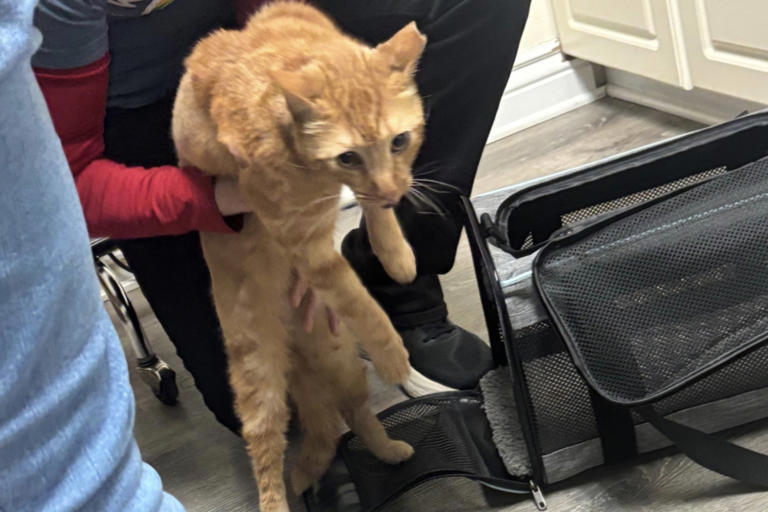 Miracle cat survives jump from third-story window to escape building fire