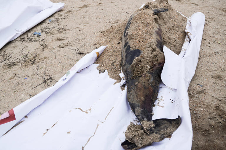 Russian tanker crash causes devastating dolphin deaths