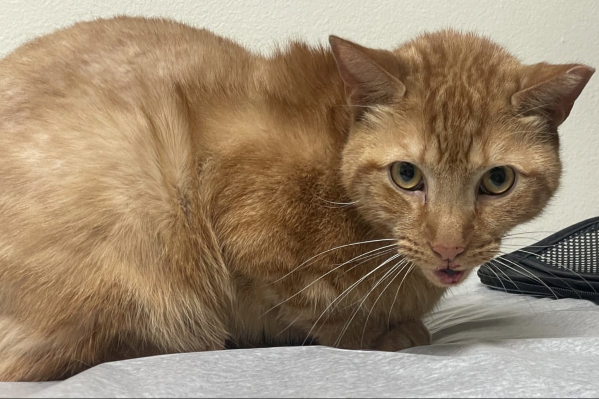 Miracle cat survives jump from third-story window to escape building fire