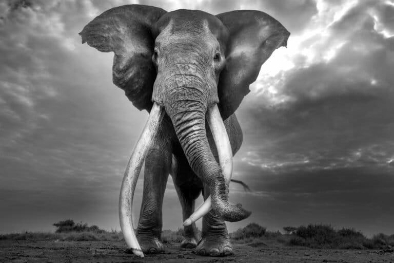 What Craig’s long life reveals about elephant conservation