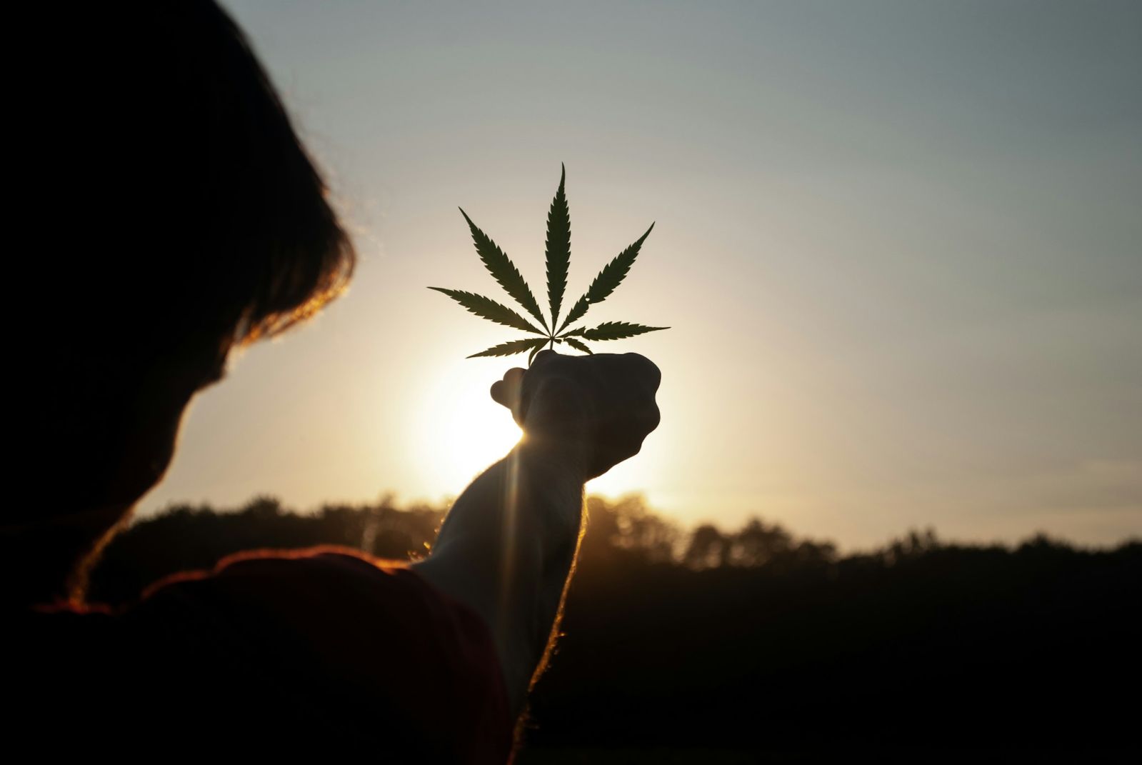 🧪 Cannabis shows effectiveness against cancer